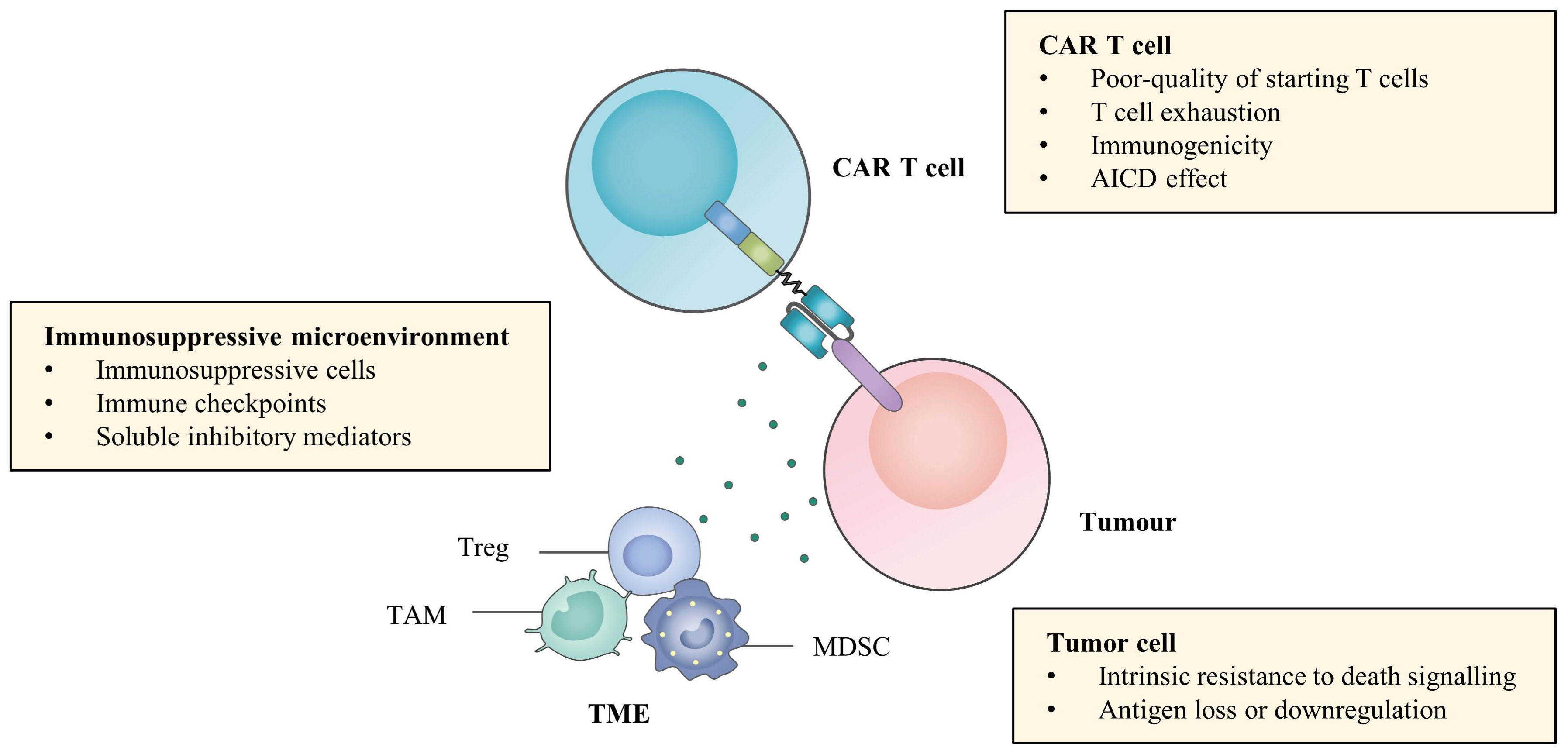 Frontiers Combination Strategies To Optimize The Efficacy Of Chimeric Frontiers Combination Strategies To Optimize The Efficacy Of Chimeric