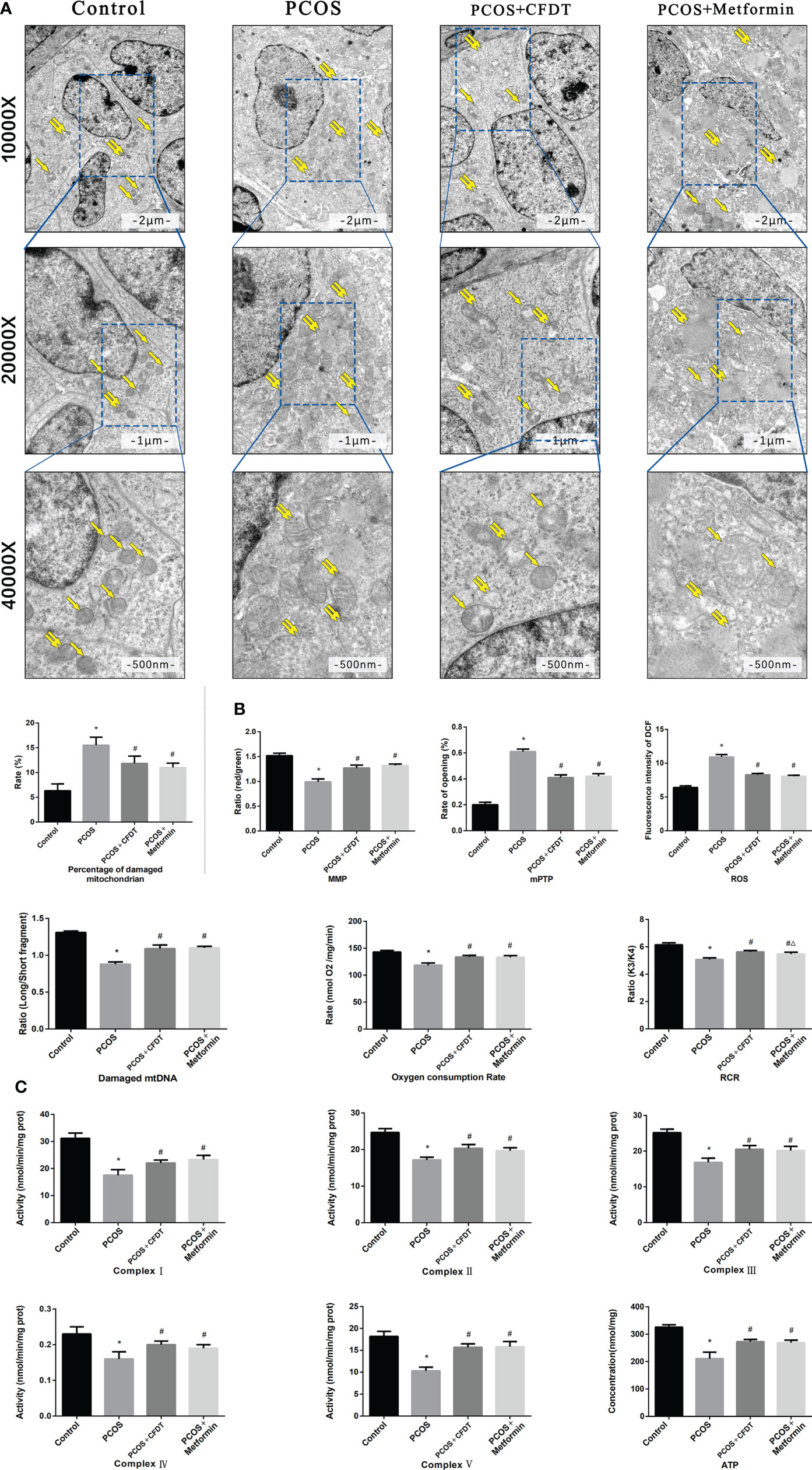 Frontiers Cangfudaotan Decoction Inhibits Mitochondria Dependent