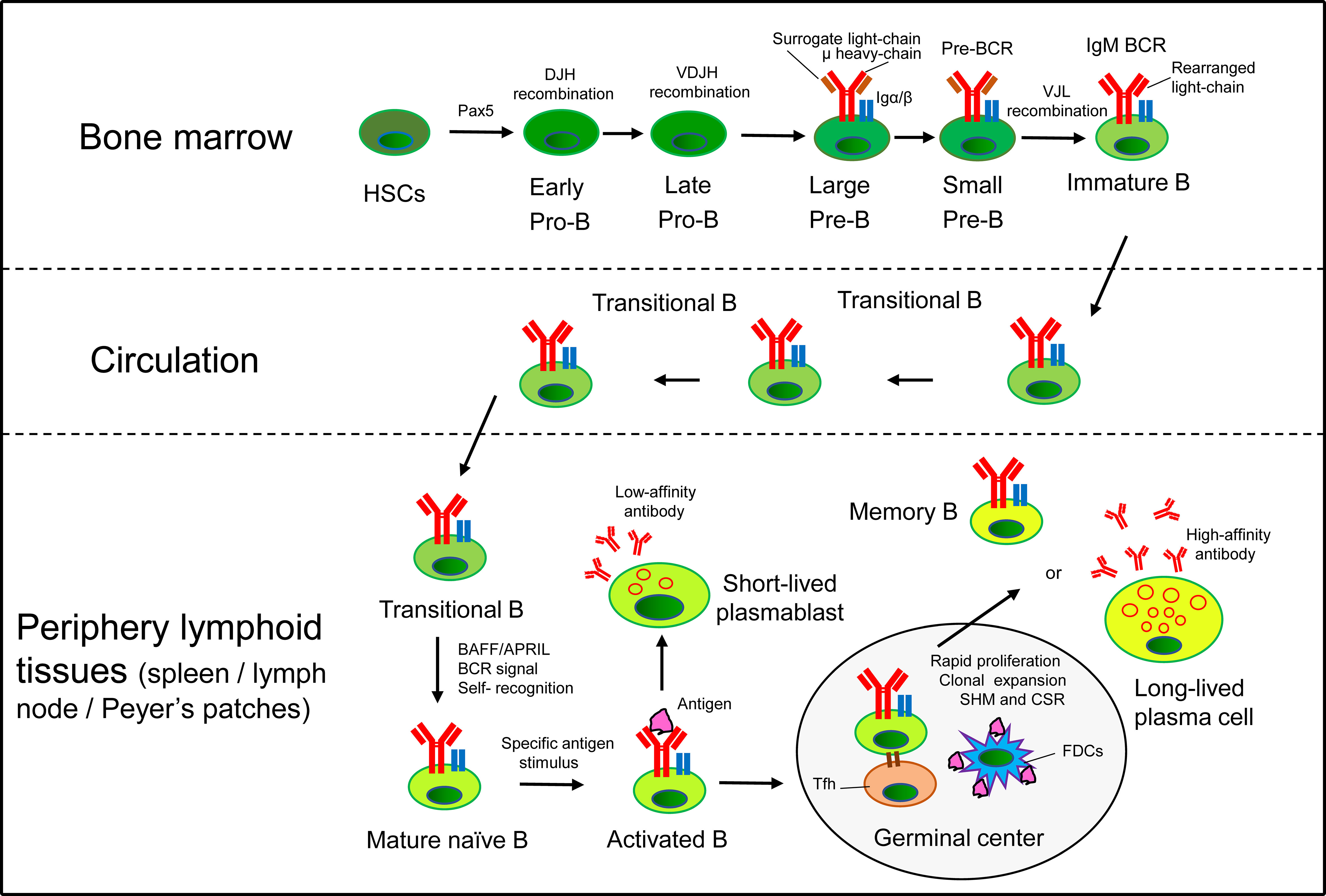 Frontiers Hypoxia And Hypoxia inducible Factor Signals Regulate The
