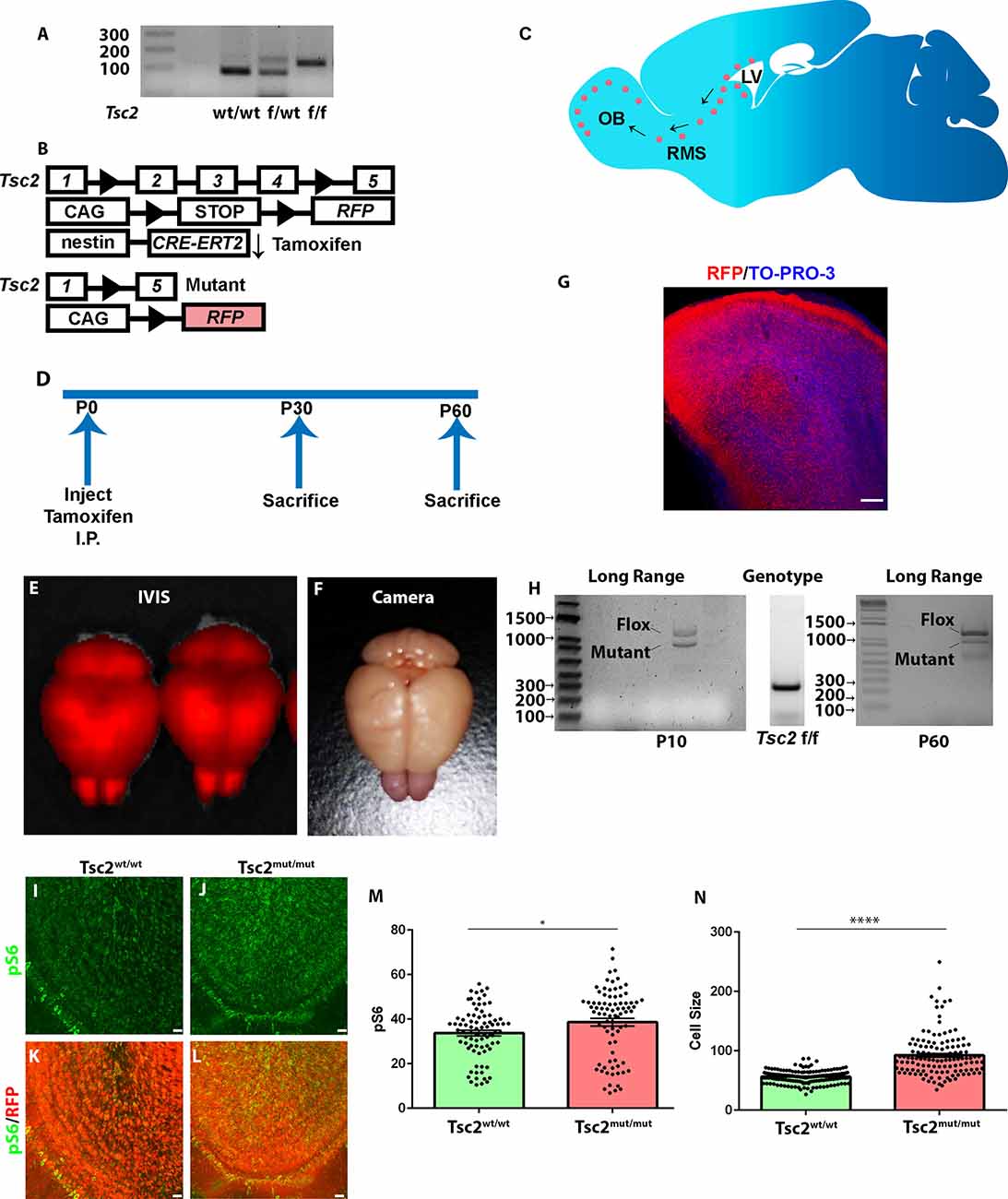 Frontiers Tsc2 Shapes Olfactory Bulb Granule Cell Molecular And