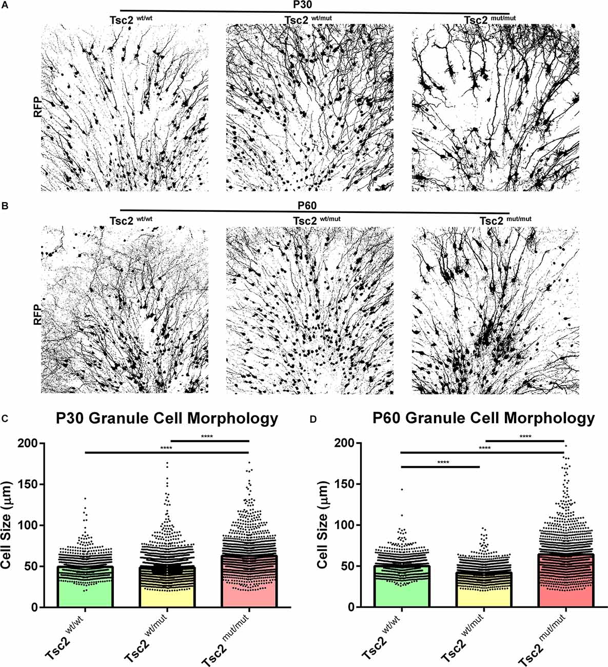 Frontiers Tsc2 Shapes Olfactory Bulb Granule Cell Molecular And