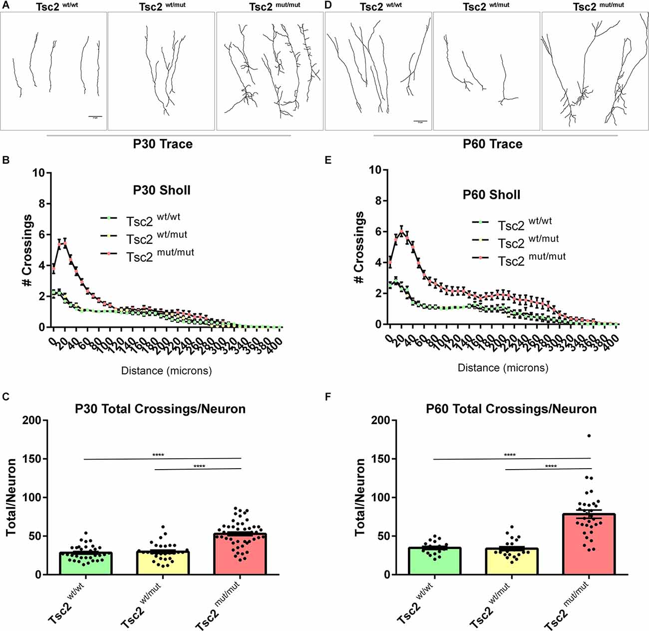 Frontiers Tsc2 Shapes Olfactory Bulb Granule Cell Molecular And