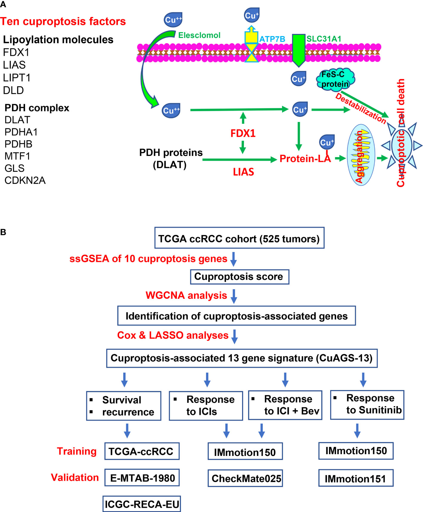 Frontiers The Cuproptosis Associated 13 Gene Signature As A Robust