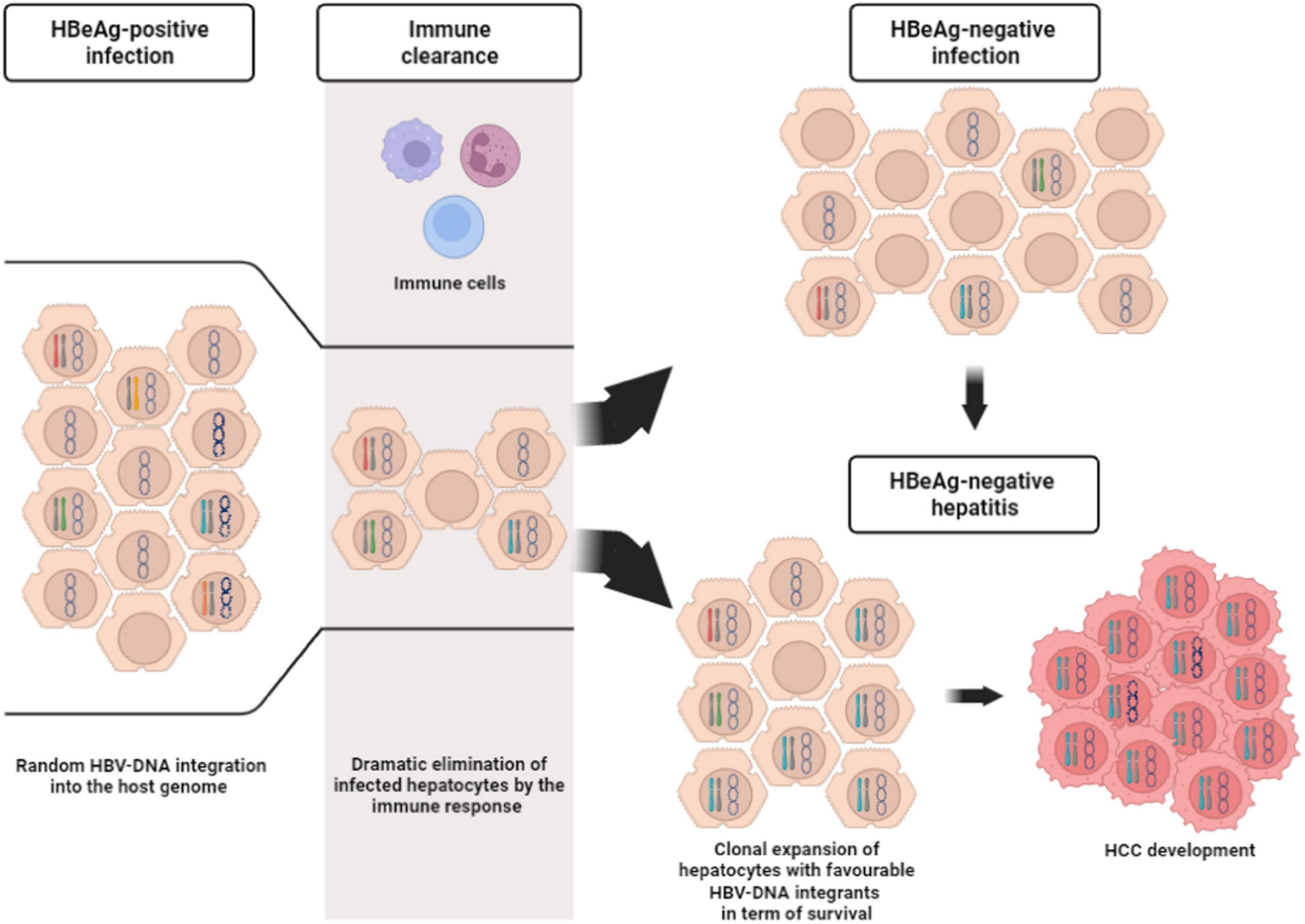 Frontiers Hepatitis B Virus Dna Integration As A Novel Biomarker Of