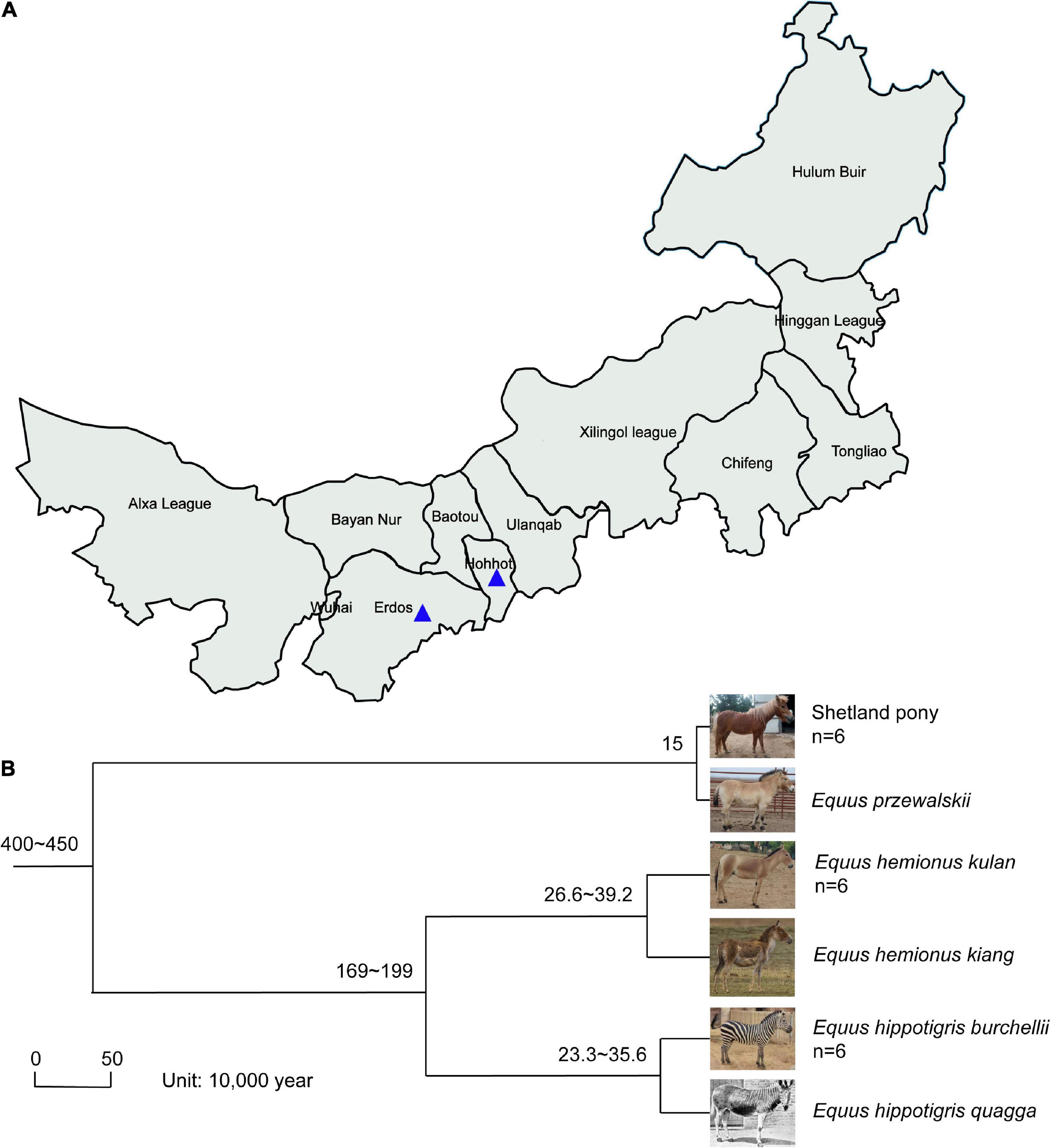 Frontiers The Diversity Analysis And Gene Function Prediction Of Intestinal Bacteria In Three 