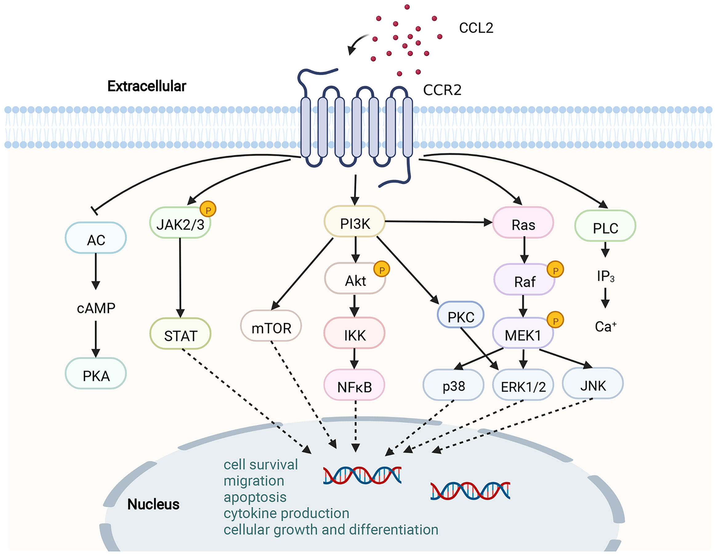 Frontiers Role Of The Ccl2 Ccr2 Axis In Cardiovascular Disease