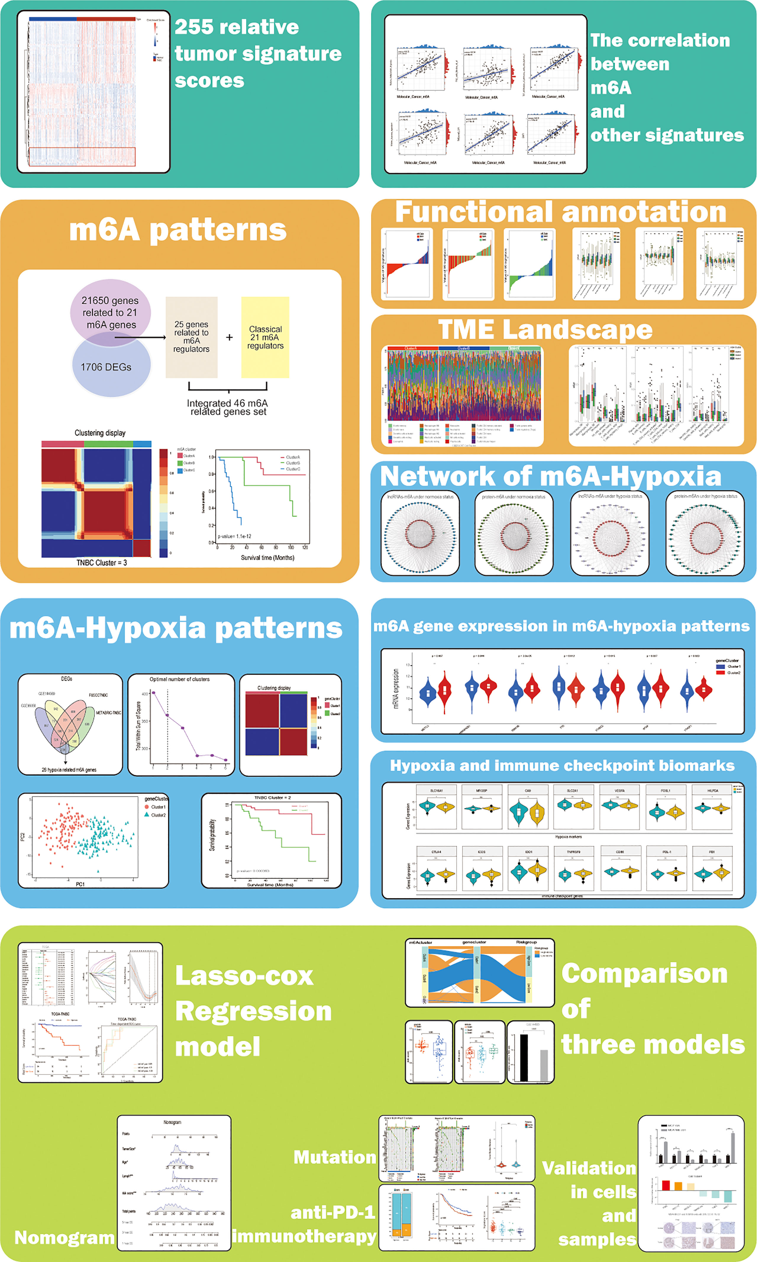Frontiers | Identification of m6A modification patterns and development of m6A–hypoxia ...