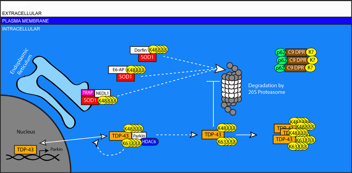 Frontiers Ubiquitin Pathways In Neurodegenerative Disease Molecular