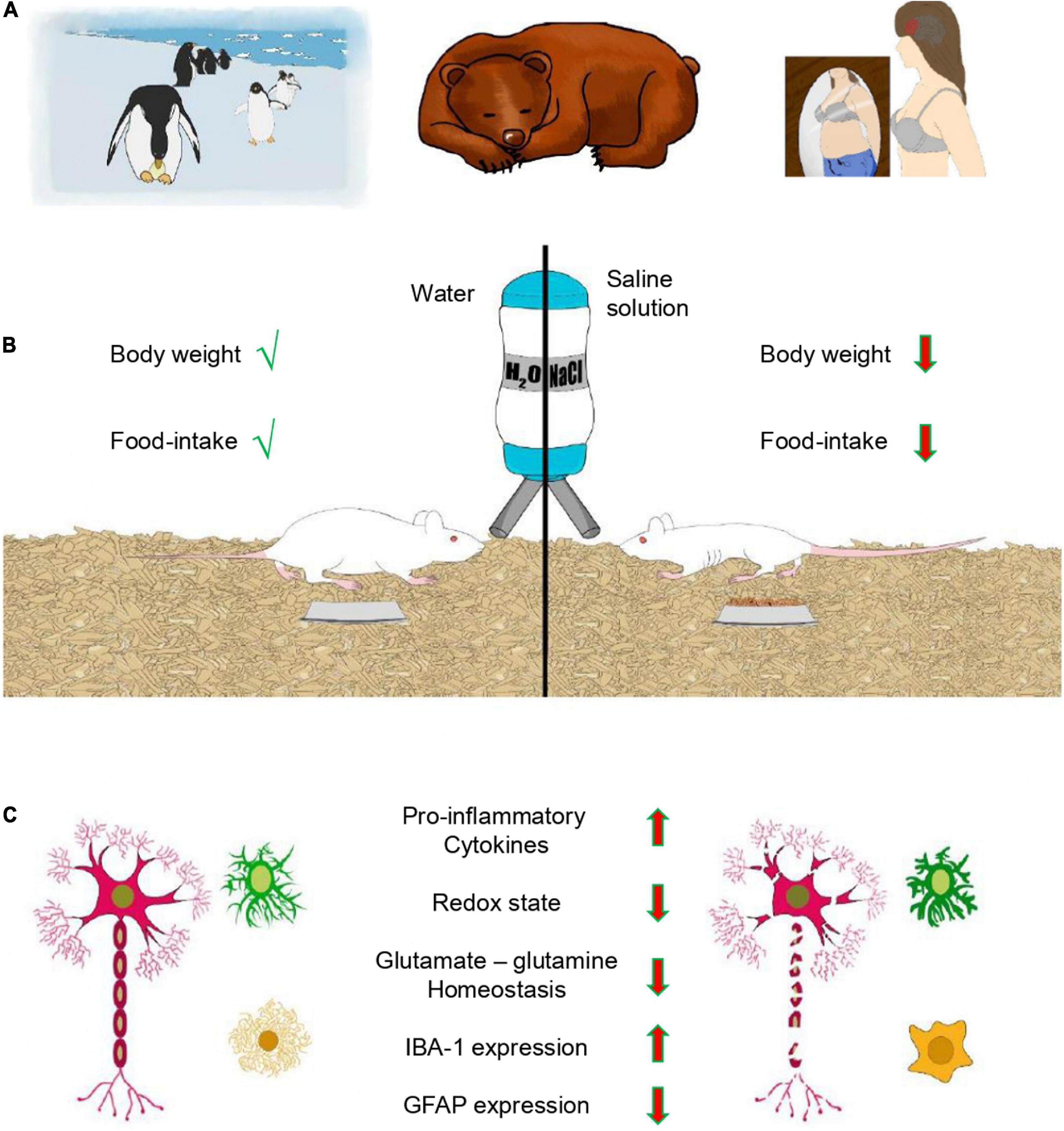 Frontiers Glial Cells In Anorexia