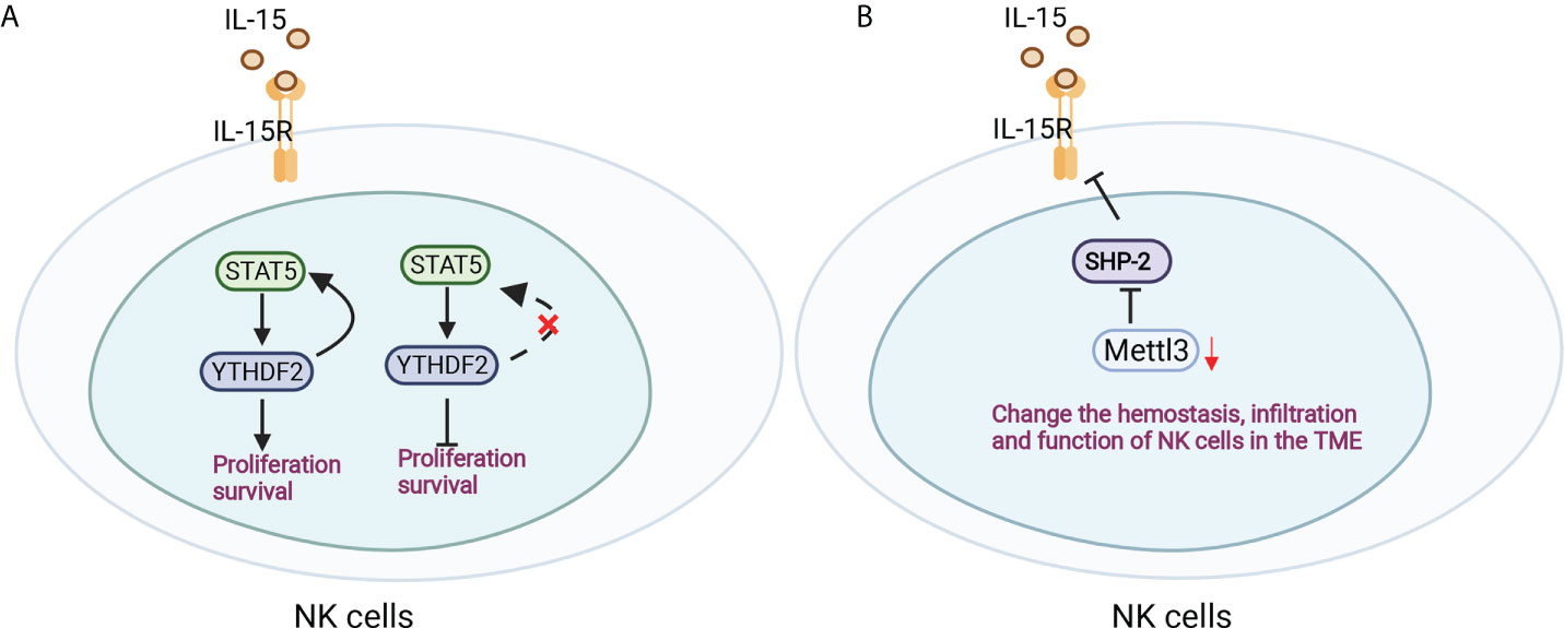 Frontiers The Regulation And Potential Roles Of M6a Modifications In