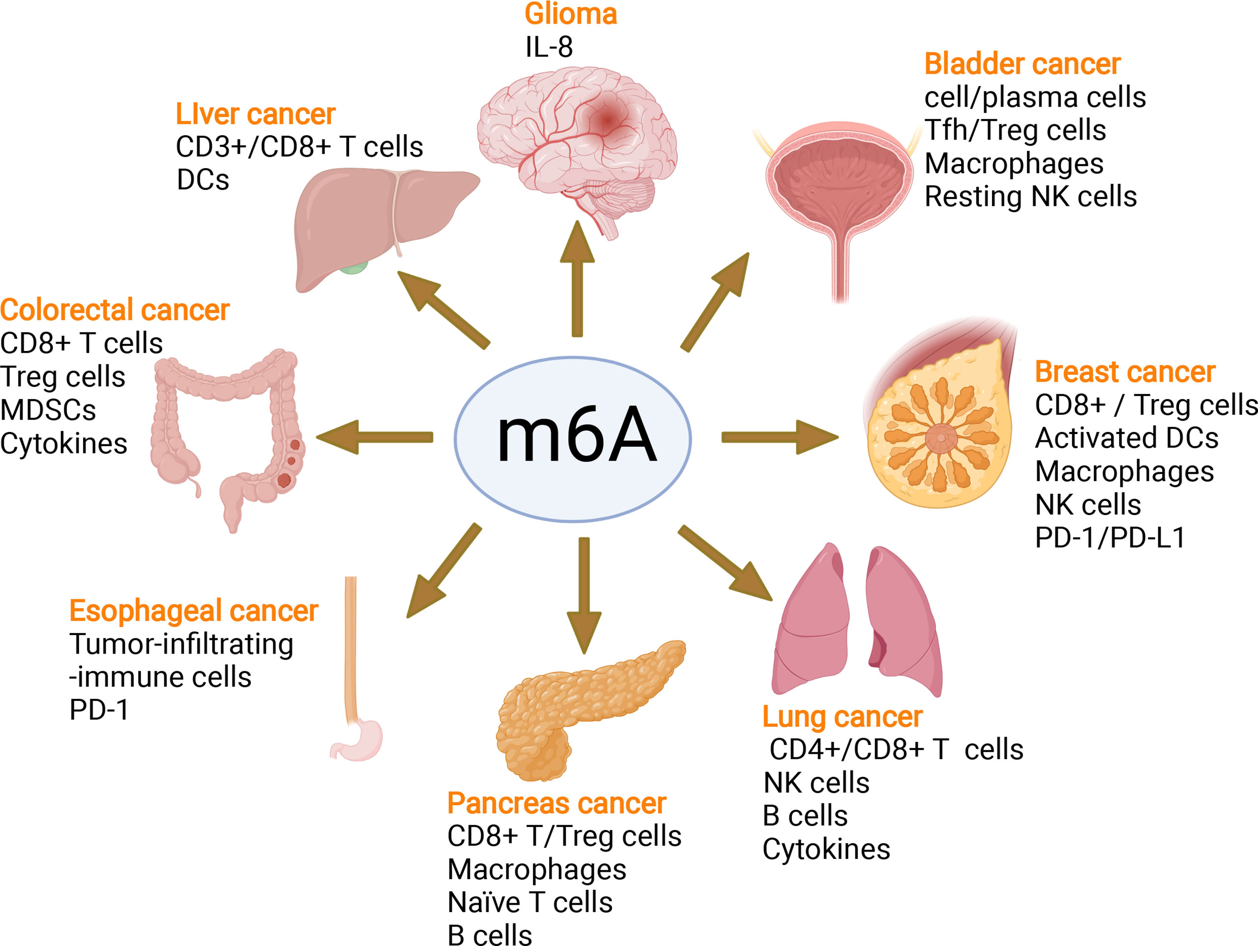 Frontiers The Regulation And Potential Roles Of M6a Modifications In