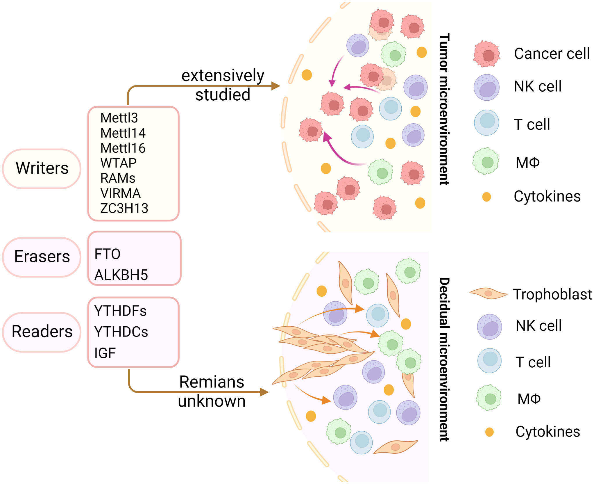 Frontiers The Regulation And Potential Roles Of M6a Modifications In