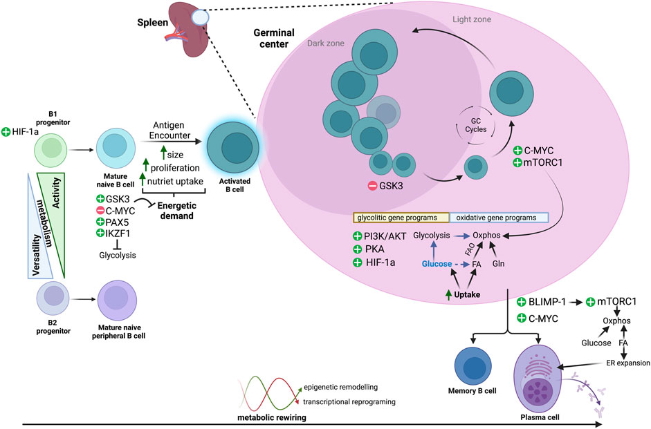 Frontiers The Metabolic Plasticity Of B Cells