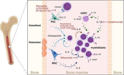 Frontiers | The cytokine network in acute myeloid leukemia