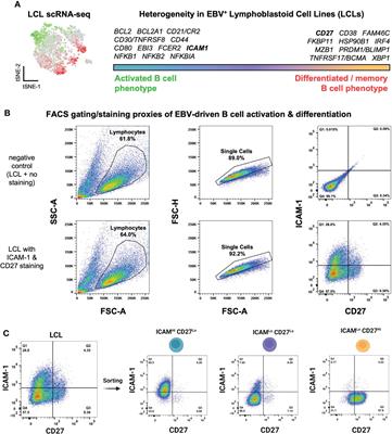 Frontiers | Epstein-Barr virus perpetuates B cell germinal center ...