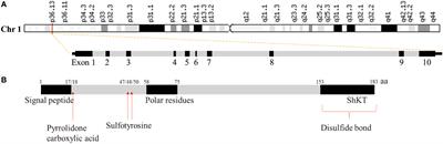 Frontiers | The role of microfibrillar‐associated protein 2 in cancer