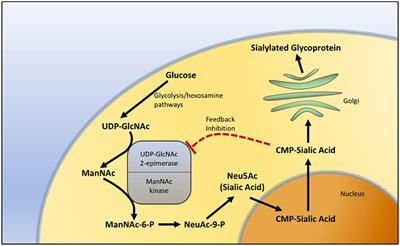 Frontiers | GNE myopathy: History, etiology, and treatment trials