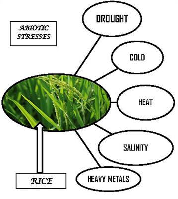 Frontiers | Genomics and transcriptomics to protect rice (Oryza sativa ...