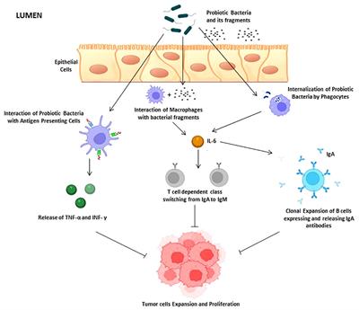 Frontiers | Probiotics as multifaceted oral vaccines against colon ...