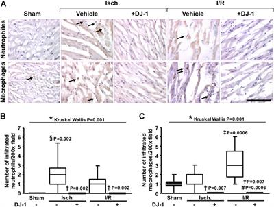 Frontiers | DJ-1 administration exerts cardioprotection in a mouse ...
