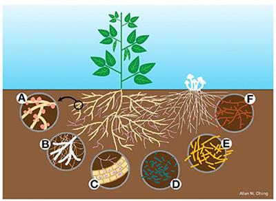 Frontiers | Bacterial bioinoculants adapted for sustainable plant ...