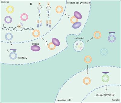 Frontiers | The emerging role of circular RNAs in drug resistance of ...