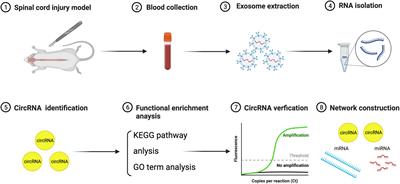 Frontiers | Potential value of differentially expressed circular RNAs ...