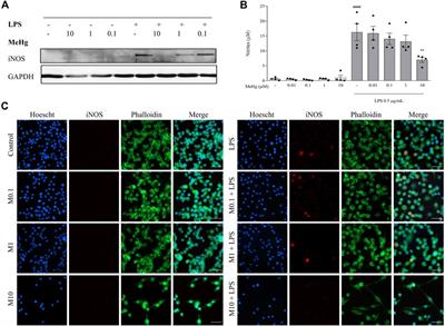 Frontiers | Necrotic-like BV-2 microglial cell death due to ...