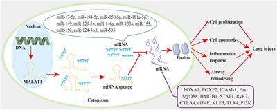 Frontiers | Focus on long non-coding RNA MALAT1: Insights into acute ...