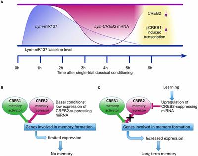 Frontiers | The role of non-coding RNAs in the formation of long-term ...