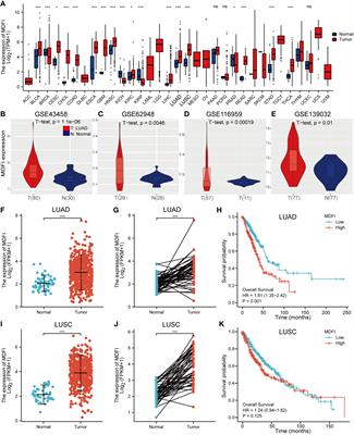 Frontiers | MDFI is a novel biomarker for poor prognosis in LUAD