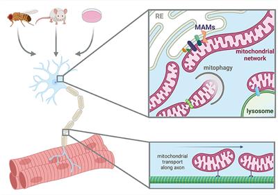 Frontiers | Editorial: Molecular and cellular pathways leading to ...