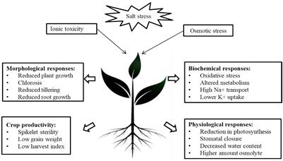 Frontiers | Salt stress resilience in plants mediated through osmolyte ...