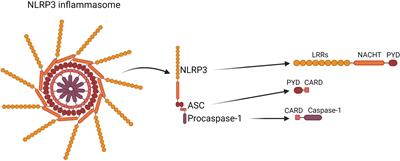 Frontiers | The NLRP3 inflammasome as a new target in respiratory ...