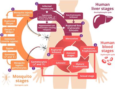 Frontiers | Advances and challenges in automated malaria diagnosis ...
