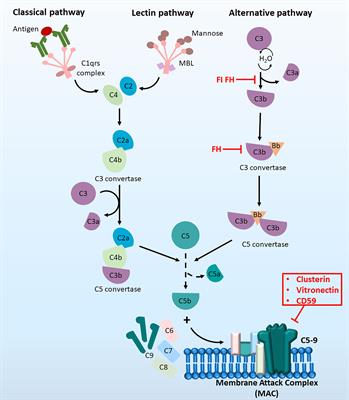 Frontiers | An update on the role of complement in hepatocellular carcinoma