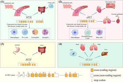 Frontiers | Growth stimulation expressed gene 2 (ST2): Clinical ...
