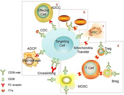 Frontiers | Targeting CD38 for acute leukemia