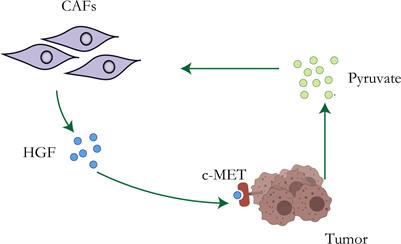 Frontiers | The role of tumor microenvironment reprogramming in primary ...