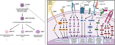 Frontiers | Markers for human haematopoietic stem cells: The disconnect ...
