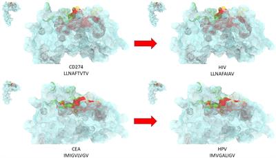Frontiers | The impact of antigenic molecular mimicry on anti-cancer T ...