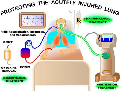 Frontiers | Editorial: Protecting the acutely injured lung: Physiologic ...