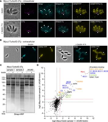 Frontiers | Identification of new components of the basal pole of ...
