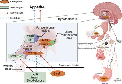 Frontiers | Agouti-related protein as the glucose signaling sensor in ...