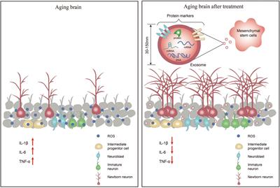 Frontiers | Mesenchymal stem cells and exosomes improve cognitive ...