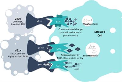 Frontiers | Intracellular radar: Understanding γδ T cell immune ...