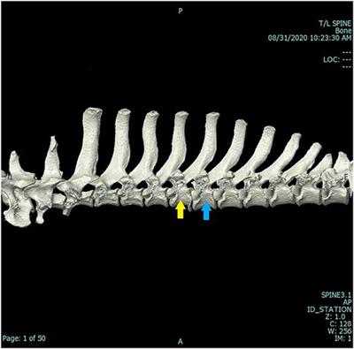 Lateral Thorax Canine Dorsal Of