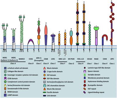 Frontiers | The role of macrophage scavenger receptor 1 (MSR1) in ...