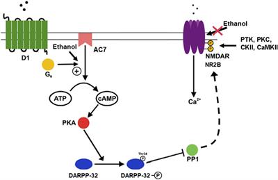 Frontiers | The role of the type 7 adenylyl cyclase isoform in alcohol ...