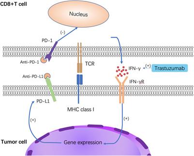 Frontiers | Drug-resistant HER2-positive breast cancer: Molecular ...